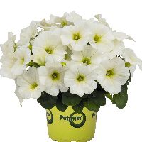 Potunia Plus White Petunia | Natorp's Online Plant Store