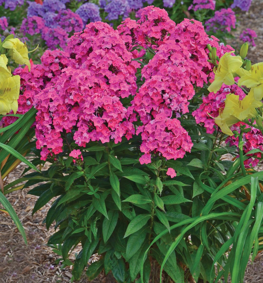 Glamour Girl Garden Phlox | Natorp's Online Plant Store