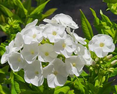 Luminary™ 'Backlight' Tall Garden Phlox | Natorp's Online Plant Store