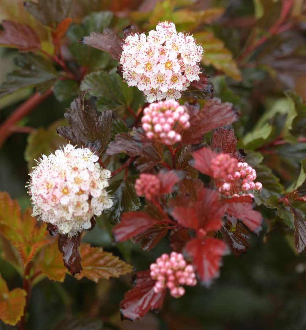 Coppertina® Ninebark | Natorp's Online Plant Store