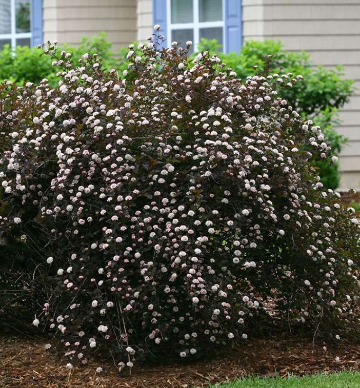 Summer Wine® Ninebark | Natorp's Online Plant Store