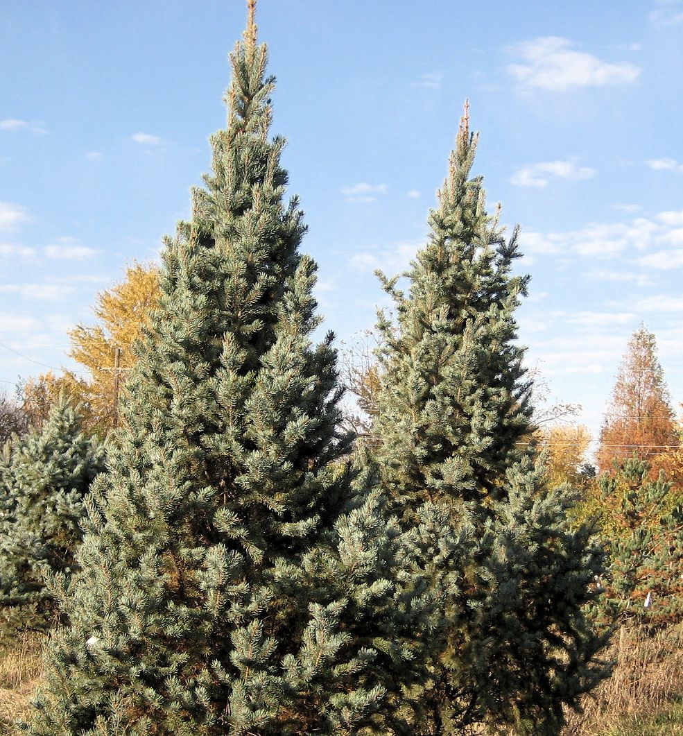 Blue Totem Colorado Spruce | Natorp's Online Plant Store