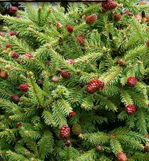 Pusch Dwarf Norway Spruce Standard | Natorp's Online Plant Store