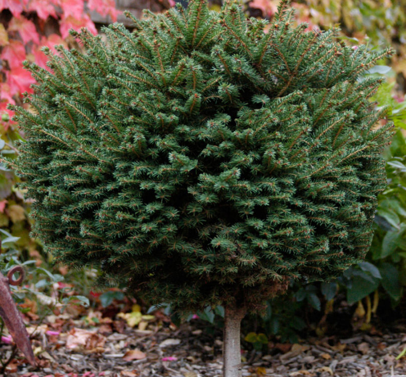 Little Gem Norway Spruce Standard | Natorp's Online Plant Store
