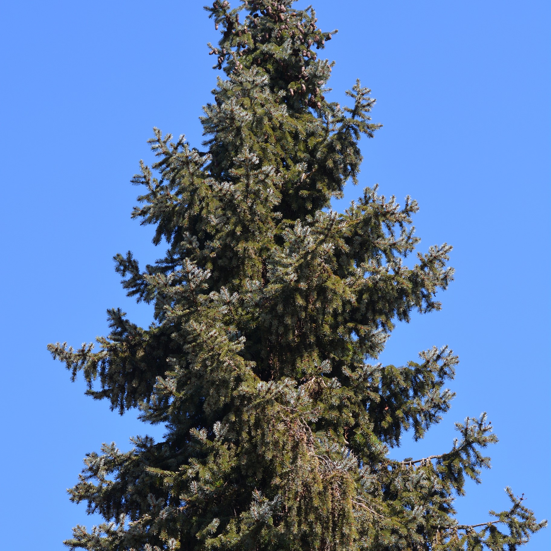 Serbian Spruce | Natorp's Online Plant Store