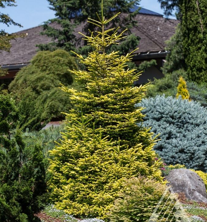 Firefly Oriental Spruce | Natorp's Online Plant Store