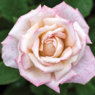 Pinkerbelle™ Rose | Natorp's Online Plant Store
