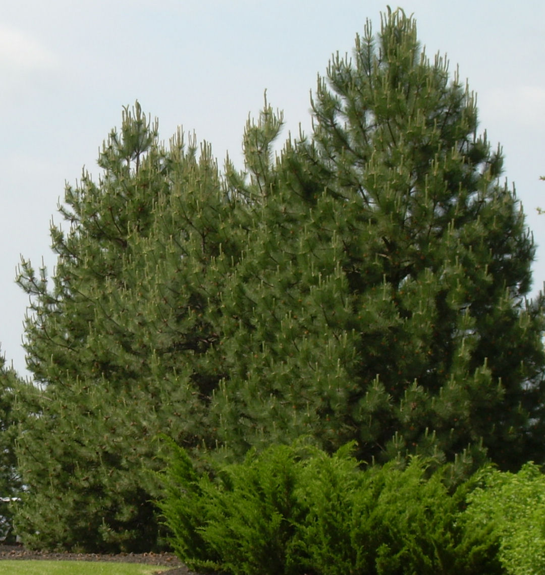 Austrian Pine | Natorp's Online Plant Store