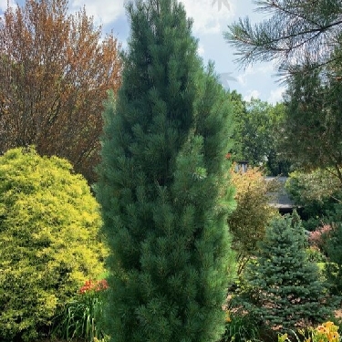 Stowe Pillar Upright White Pine | Natorp's Online Plant Store