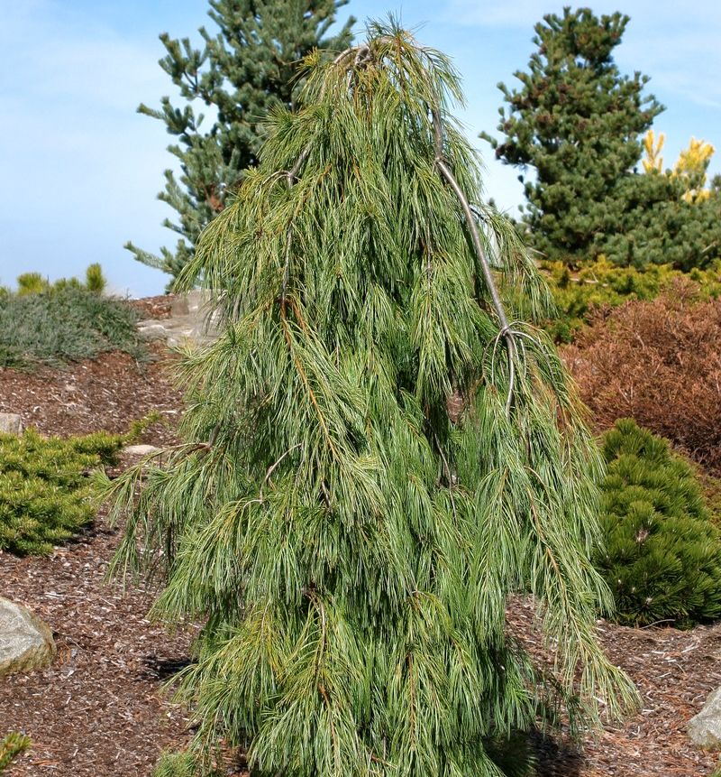Angel Falls Weeping White Pine | Natorp's Online Plant Store