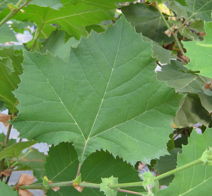 American Sycamore | Natorp's Online Plant Store
