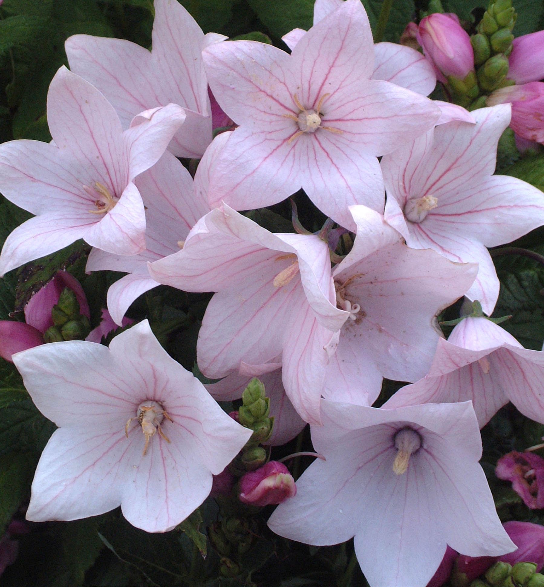 Astra Pink Balloon Flower | Natorp's Online Plant Store