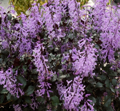 Velvet Elvis Plectranthus | Natorp's Online Plant Store