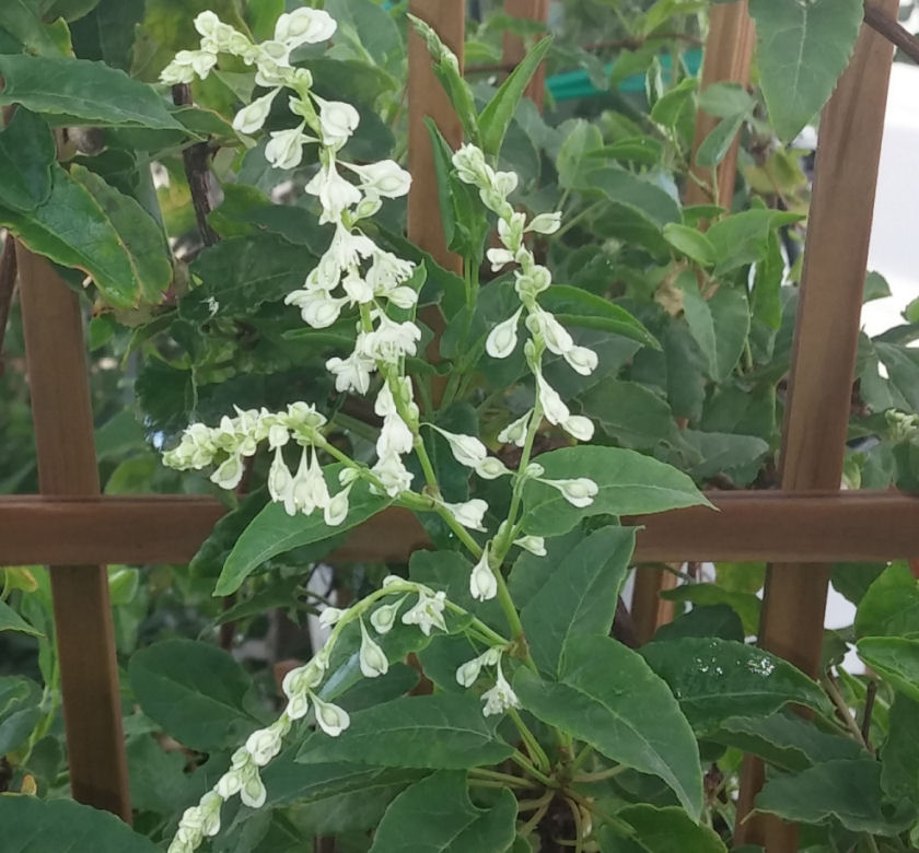 Silver Lace Vine | Natorp's Online Plant Store