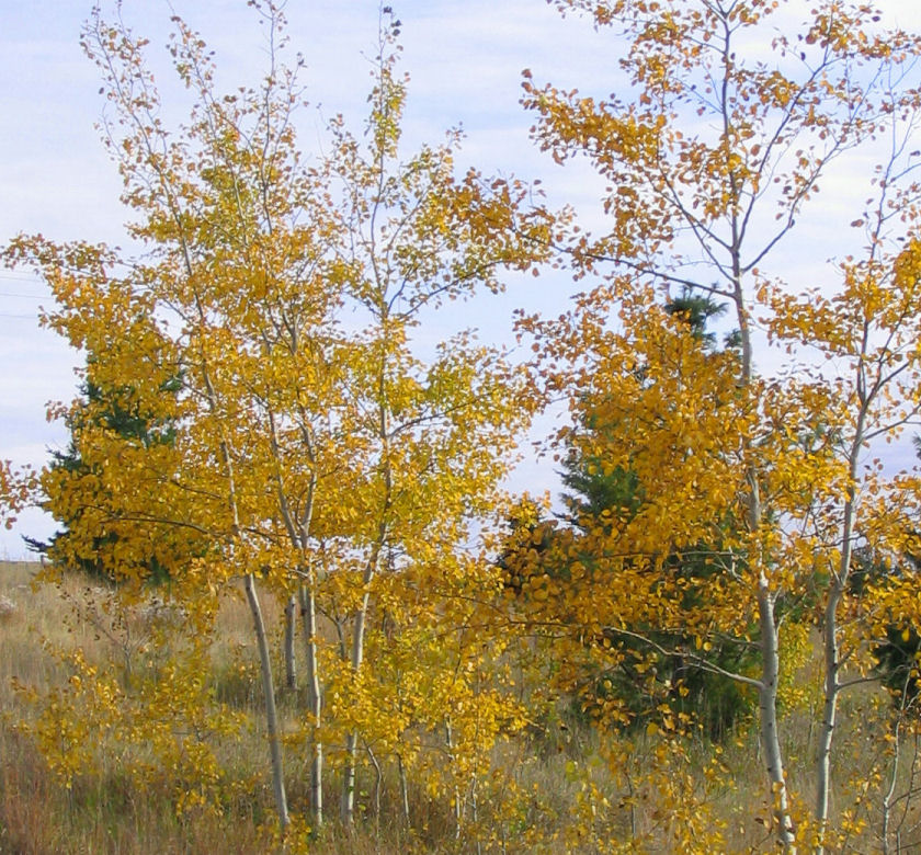 Prairie Gold® Aspen (Poplar) | Natorp's Online Plant Store