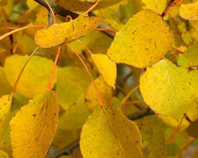 Prairie Gold® Aspen Clump (Poplar) | Natorp's Online Plant Store