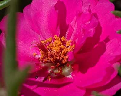 Samba Rose Portulaca | Natorp's Online Plant Store