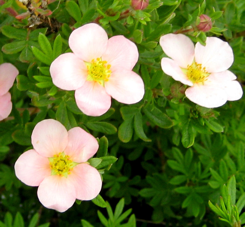 Pink Beauty Potentilla | Natorp's Online Plant Store