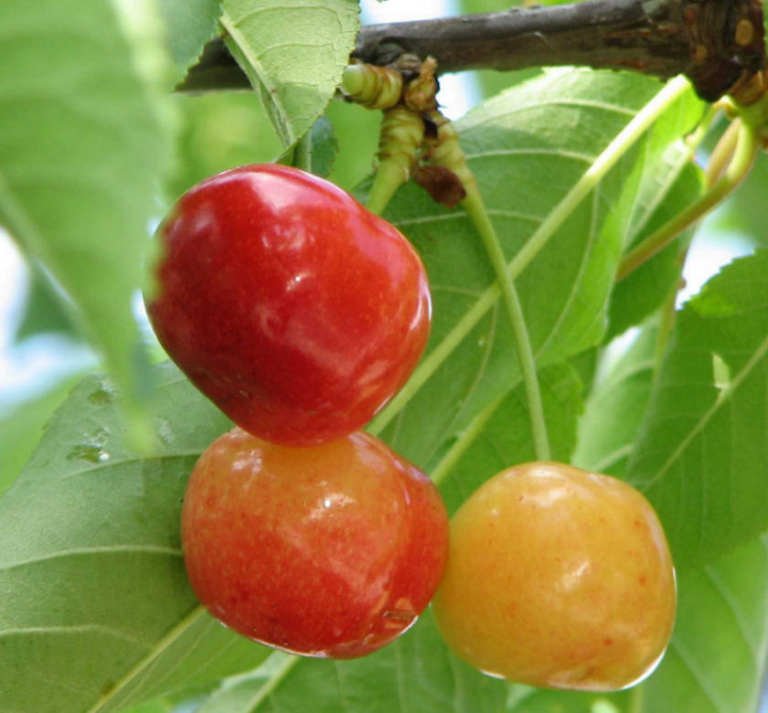 Rainier Sweet Cherry | Natorp's Online Plant Store