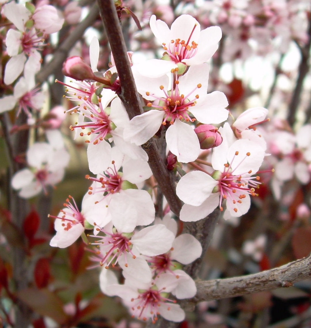 Purpleleaf Plum (Sand Cherry) | Natorp's Online Plant Store
