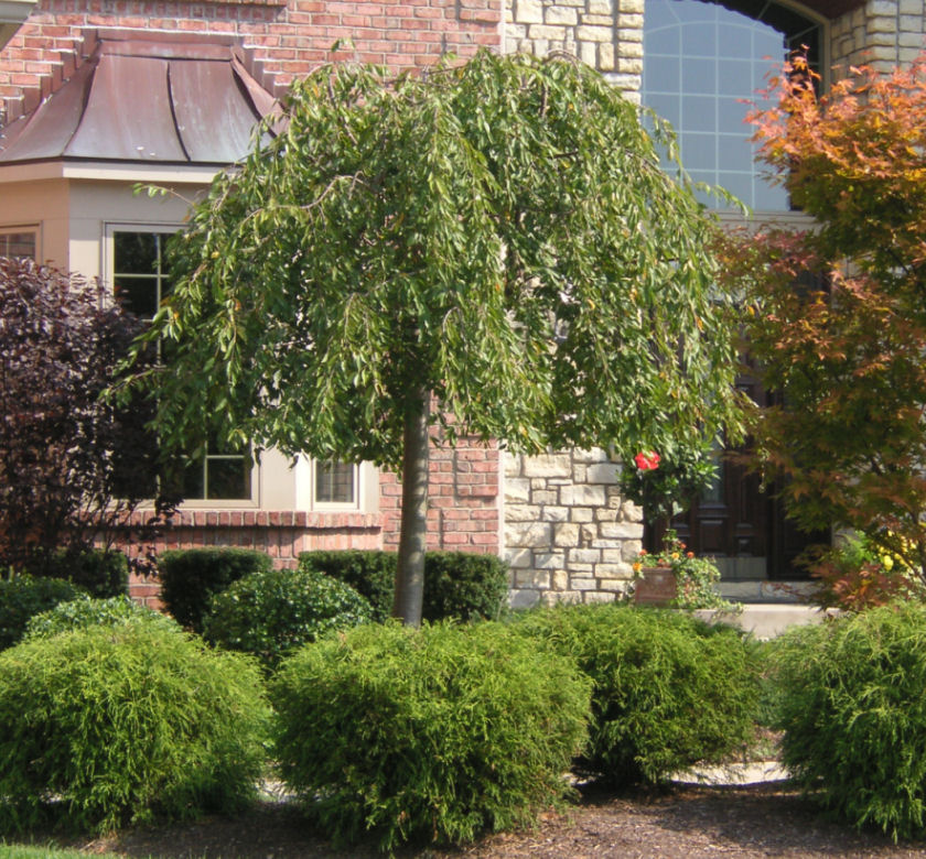 Dwarf Japanese Weeping Cherry Tree at Claudia Eric blog