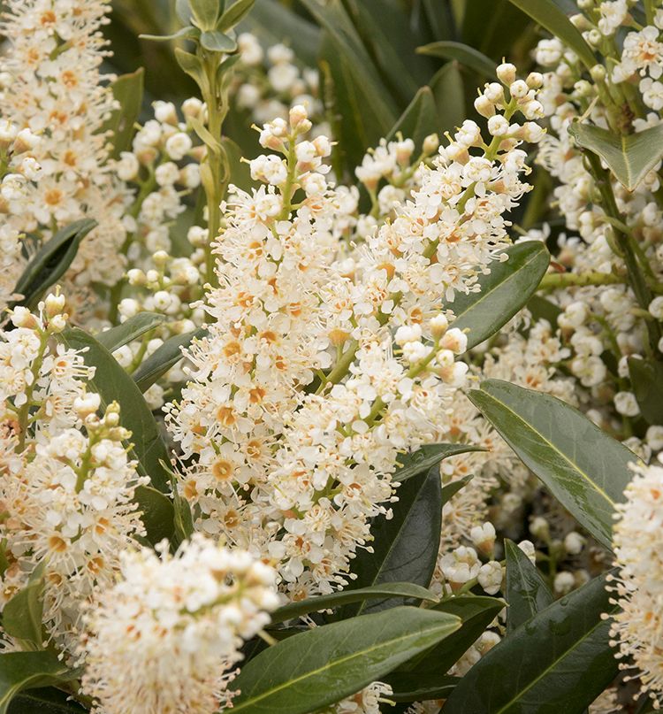 Jade Enchantress Cherry Laurel | Natorp's Online Plant Store