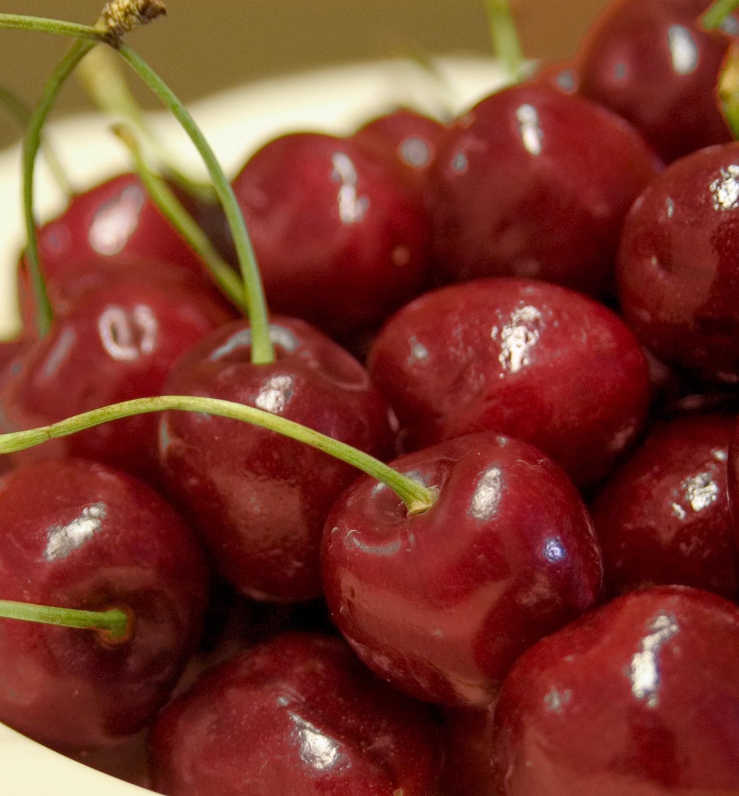 Montmorency Cherry | Natorp's Online Plant Store