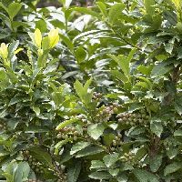 Volcano® Cherry Laurel | Natorp's Online Plant Store