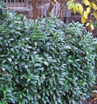 Chestnut Hill Cherry Laurel | Natorp's Online Plant Store