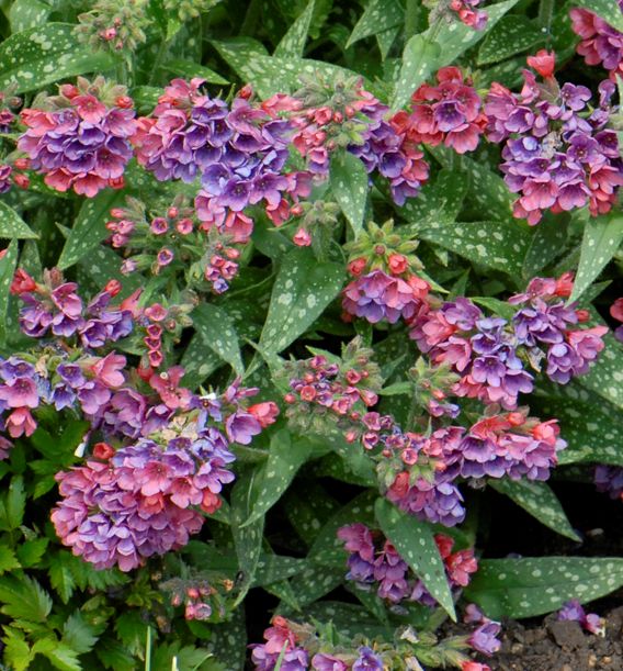 Raspberry Splash Lungwort | Natorp's Online Plant Store