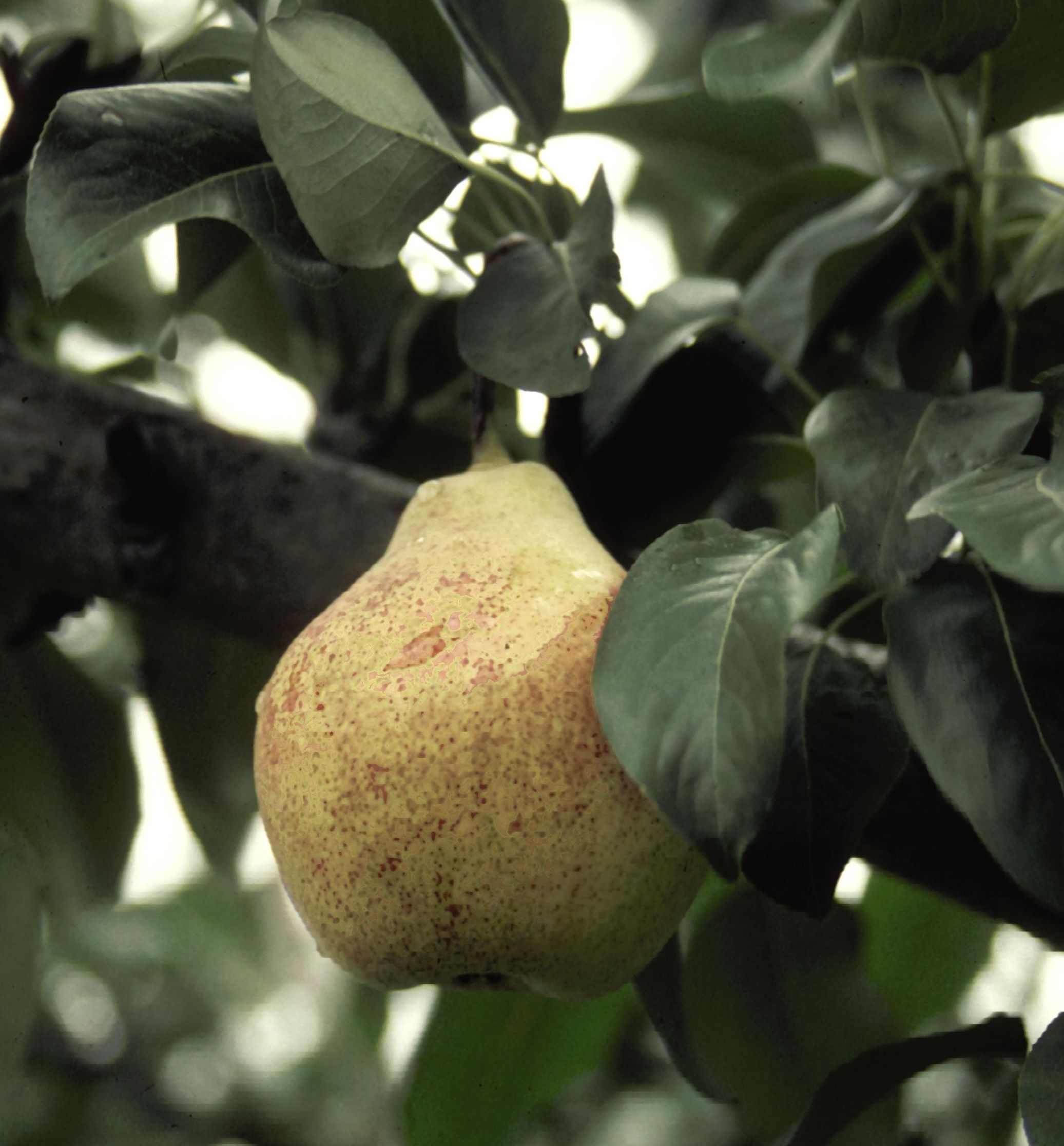 Bartlett Pear | Natorp's Online Plant Store