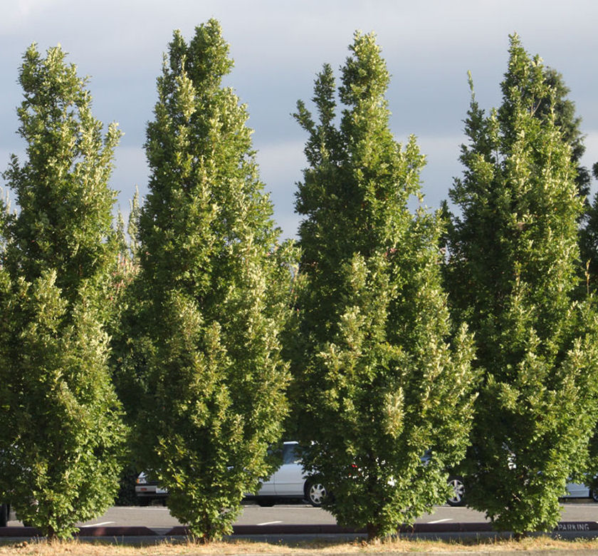 Crimson Spire™ Oak Low Branched | Natorp's Online Plant Store