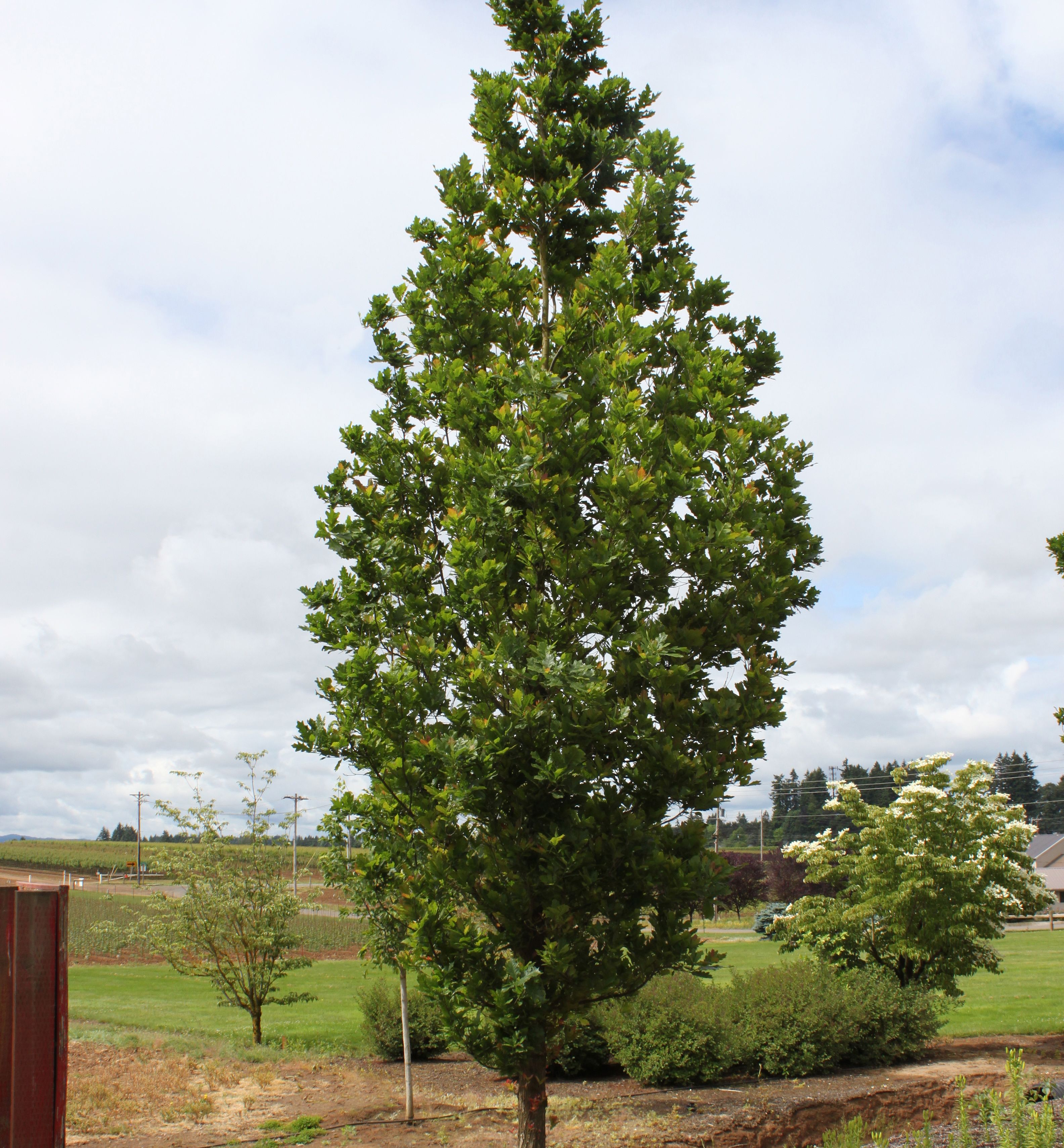 Streetspire® Oak | Natorp's Online Plant Store