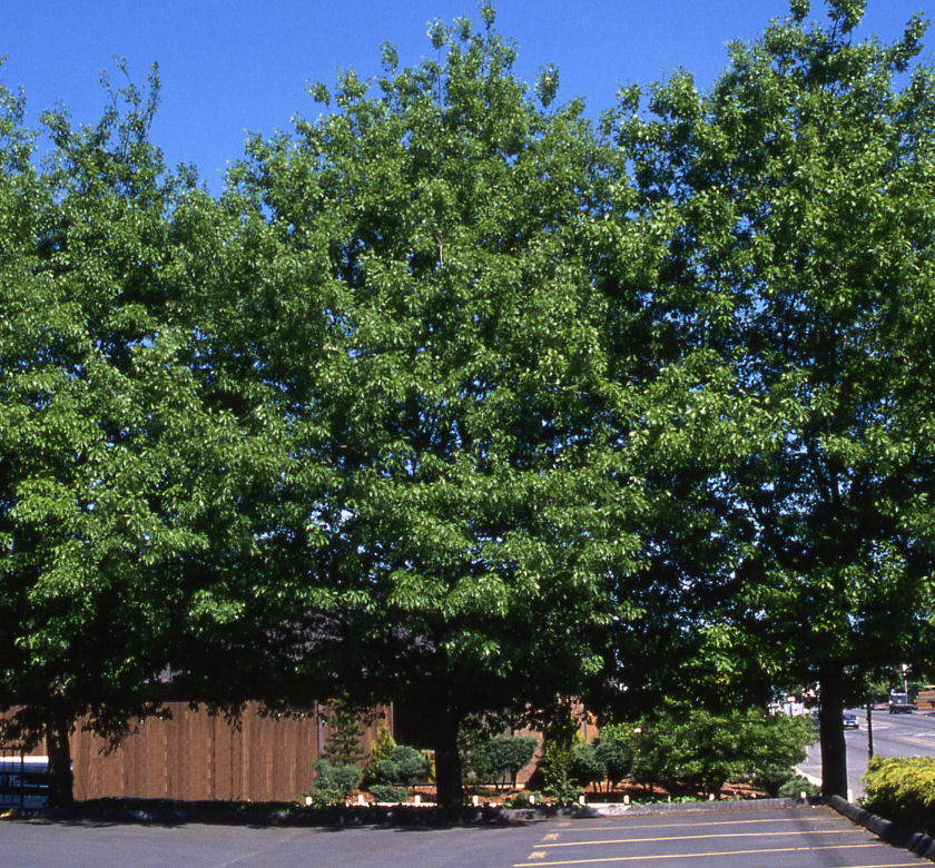 Scarlet Oak | Natorp's Online Plant Store