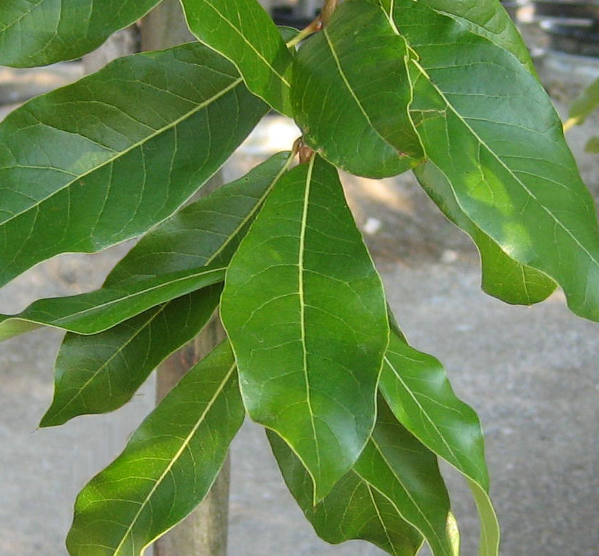 Shingle Oak | Natorp's Online Plant Store