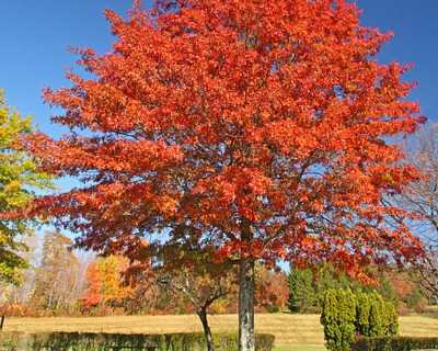 Bur Oak | Natorp's Online Plant Store