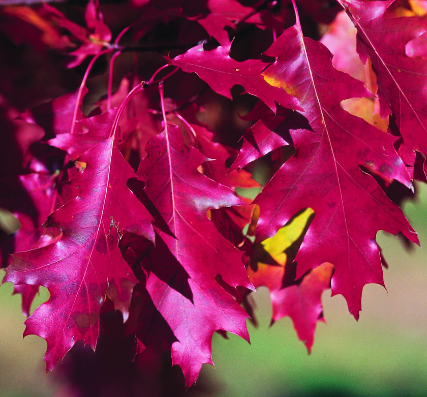 Pin Oak | Natorp's Online Plant Store