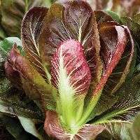 Radicchio (Fiero) | Natorp's Online Plant Store