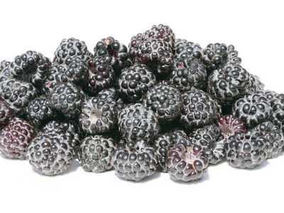 Black Bristol Raspberry | Natorp's Online Plant Store