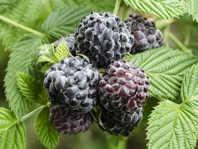 Jewel Black Thorned Raspberry | Natorp's Online Plant Store