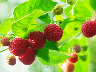 Latham Red Thornless Raspberry | Natorp's Online Plant Store