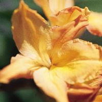 Golden Lights Azalea (Gold) | Natorp's Online Plant Store