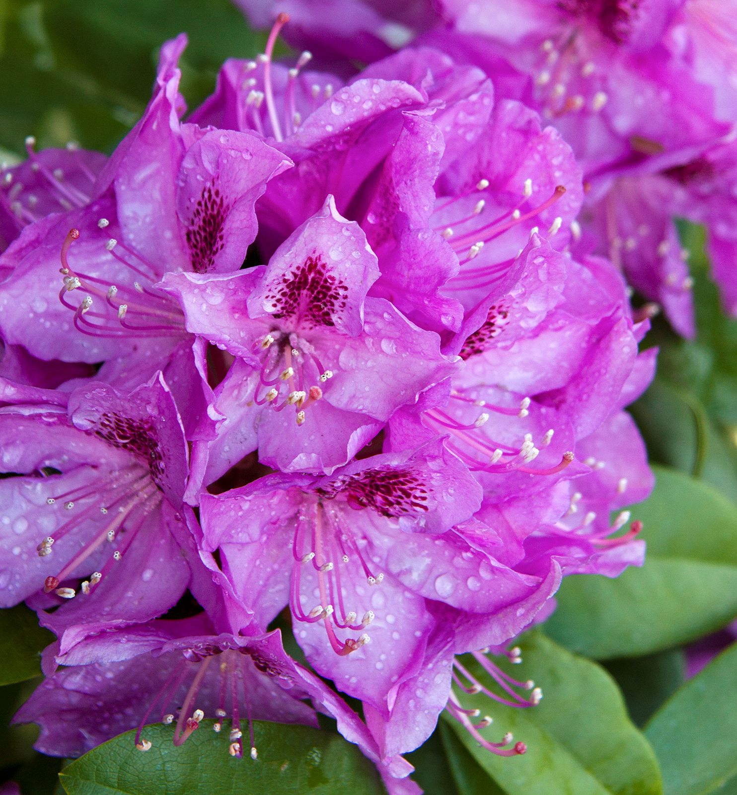 Florence Parks Rhododendron | Natorp's Online Plant Store