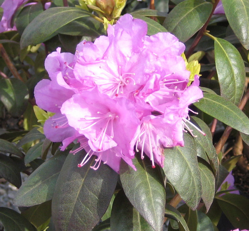 PJM Rhododendron | Natorp's Online Plant Store