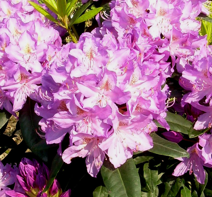 Purple Elegans Rhododendron | Natorp's Online Plant Store