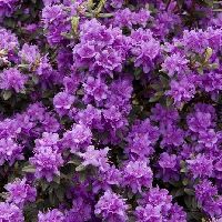 Ramapo Dwarf Rhododendron | Natorp's Online Plant Store