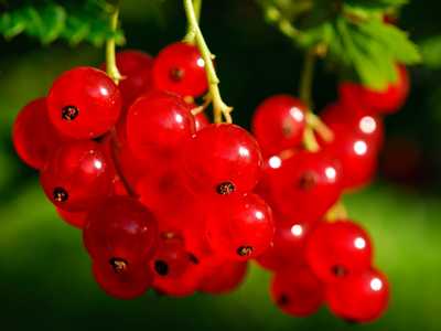 Perfection Red Currant | Natorp's Online Plant Store