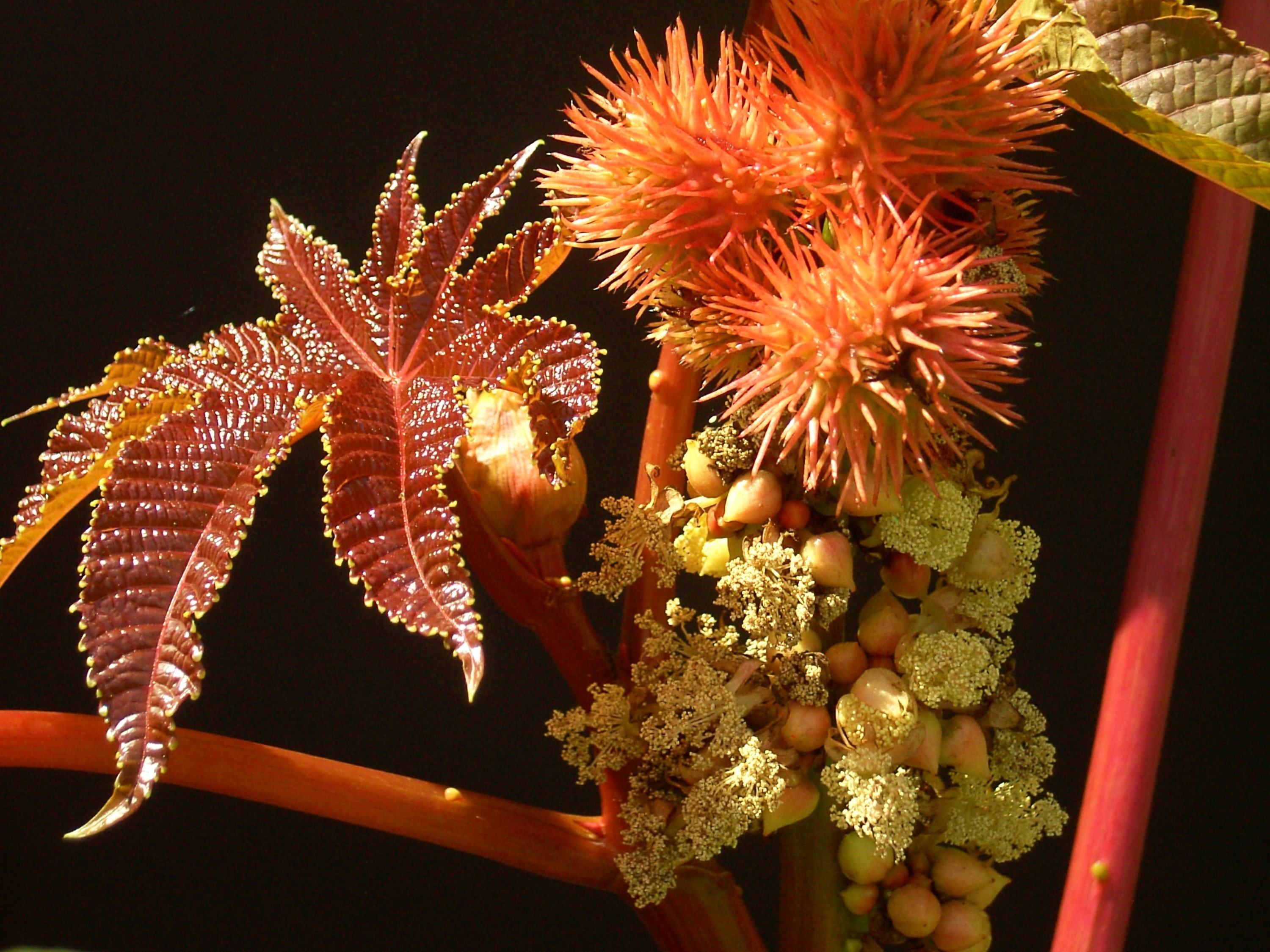 Yellow Impalae Castor Bean | Natorp's Online Plant Store