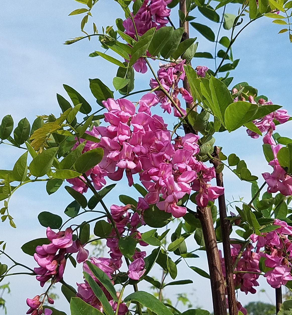 Purple Robe Black Locust | Natorp's Online Plant Store