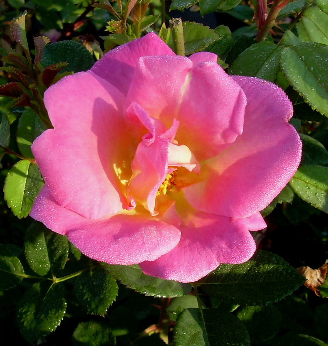 Brite Eyes Climbing Rose | Natorp's Online Plant Store